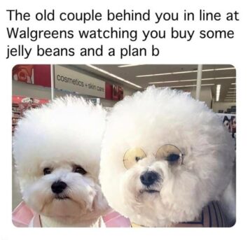 45 Best Funny Dog Memes To Make This Week Infinitely Better (March 4, 2024)