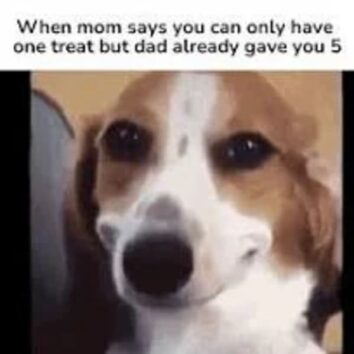 45 Best Funny Dog Memes To Make This Week Infinitely Better (March 4, 2024)