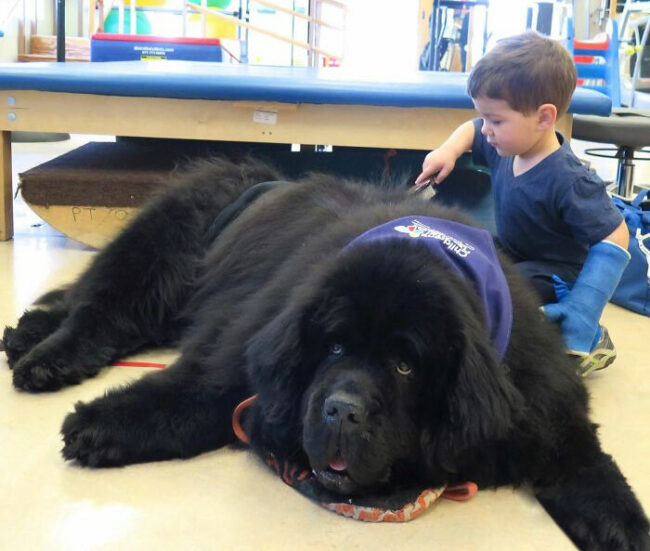 50 Wholesome Pictures Of Big Dogs Who Think They're A Normal Size