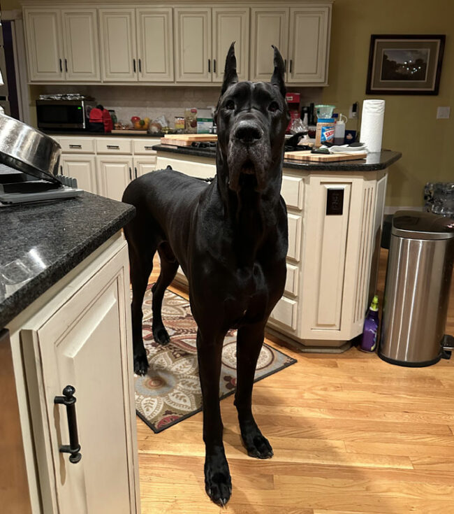 50 Wholesome Pictures Of Big Dogs Who Think They're A Normal Size