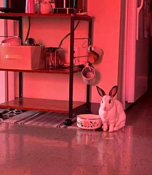 34 Funny Bunny Memes For Folks Excited To Celebrate A Hoppy Easter