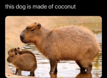 45 Capybara Memes Celebrating Quite Possibly The Chillest Animal Of All ...