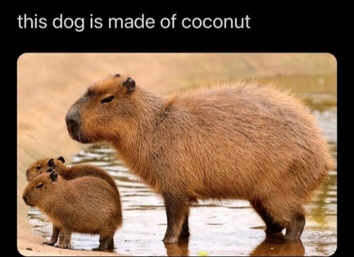 45 Capybara Memes Celebrating Quite Possibly The Chillest Animal Of All ...