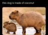 45 Capybara Memes Celebrating Quite Possibly The Chillest Animal Of All ...