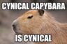 45 Capybara Memes Celebrating Quite Possibly The Chillest Animal Of All ...