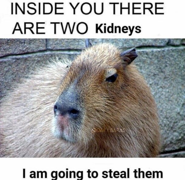 45 Capybara Memes Celebrating Quite Possibly The Chillest Animal Of All ...