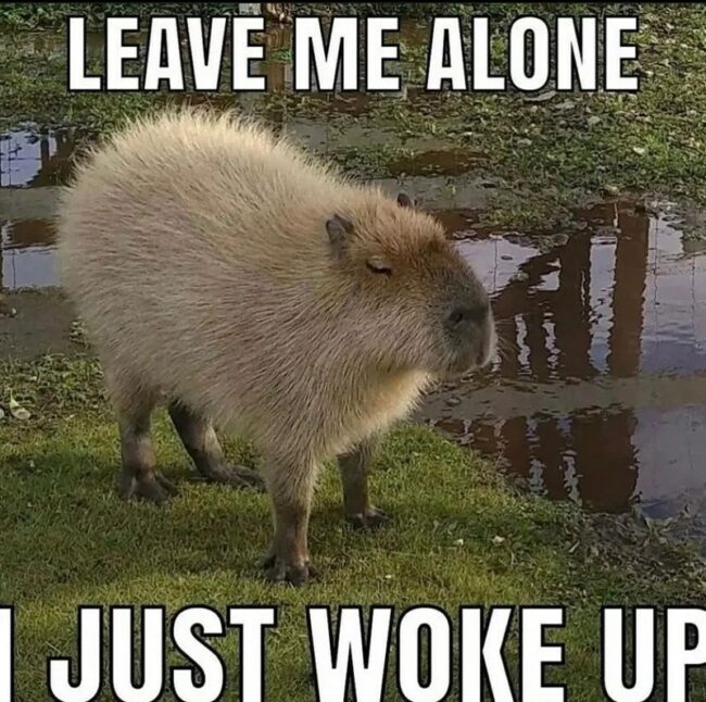 45 Capybara Memes Celebrating Quite Possibly The Chillest Animal Of All ...