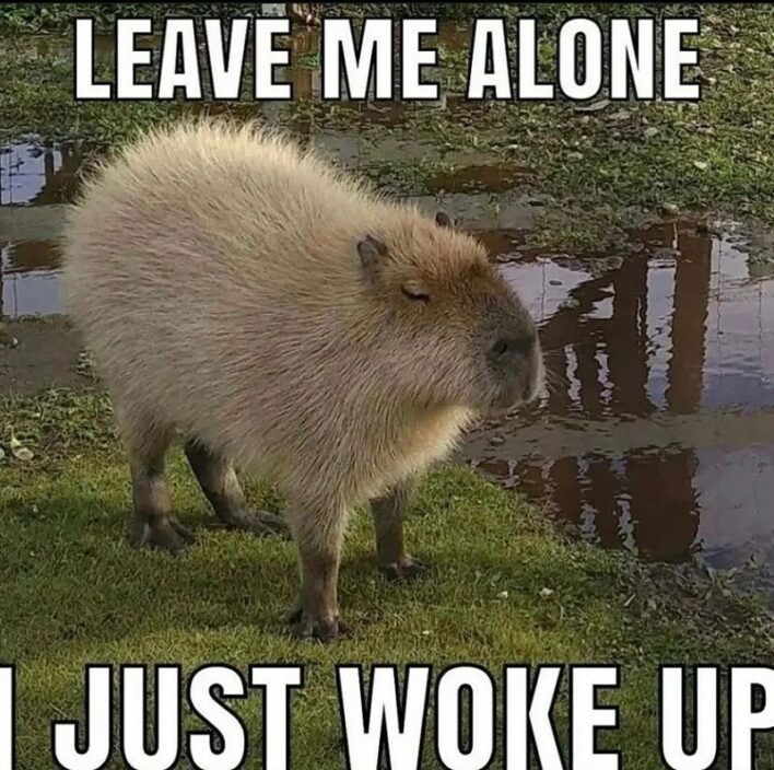 45 Capybara Memes Celebrating Quite Possibly The Chillest Animal Of All ...
