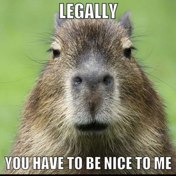 45 Capybara Memes Celebrating Quite Possibly The Chillest Animal Of All ... 45 Capybara Memes Celebrating Quite Possibly The Chillest Animal Of All ...