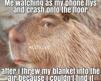 45 Capybara Memes Celebrating Quite Possibly The Chillest Animal Of All ...