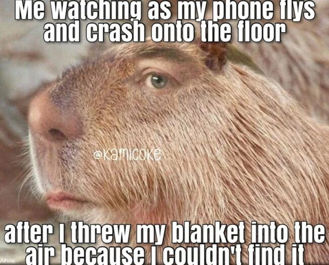 45 Capybara Memes Celebrating Quite Possibly The Chillest Animal Of All ... 45 Capybara Memes Celebrating Quite Possibly The Chillest Animal Of All ...