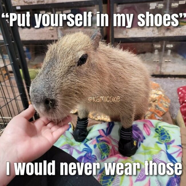 45 Capybara Memes Celebrating Quite Possibly The Chillest Animal Of All Time