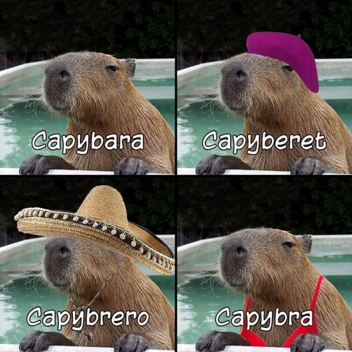 45 Capybara Memes Celebrating Quite Possibly The Chillest Animal Of All ...
