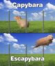 45 Capybara Memes Celebrating Quite Possibly The Chillest Animal Of All ...
