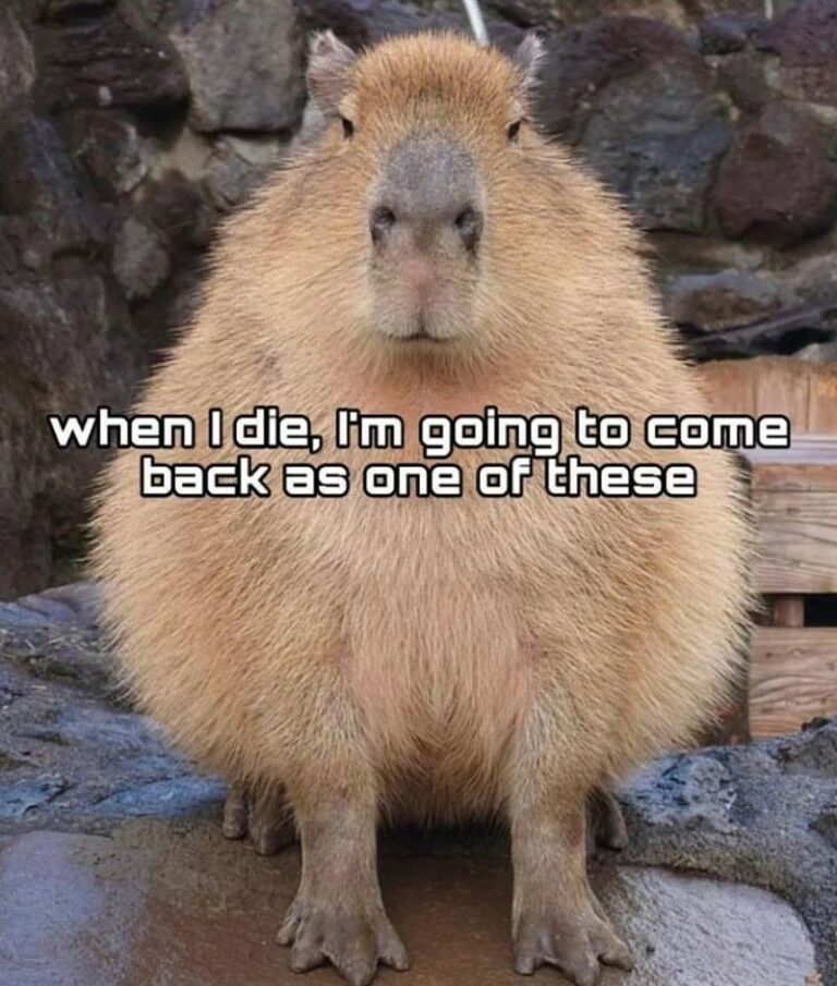 45 Capybara Memes Celebrating Quite Possibly The Chillest Animal Of All ... 45 Capybara Memes Celebrating Quite Possibly The Chillest Animal Of All ...
