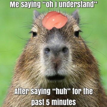 45 Capybara Memes Celebrating Quite Possibly The Chillest Animal Of All ...