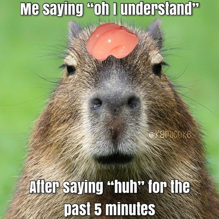 45 Capybara Memes Celebrating Quite Possibly The Chillest Animal Of All ...