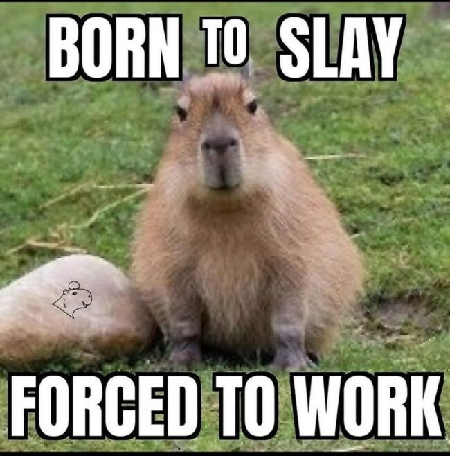 45 Capybara Memes Celebrating Quite Possibly The Chillest Animal Of All ... 45 Capybara Memes Celebrating Quite Possibly The Chillest Animal Of All ...