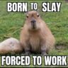 45 Capybara Memes Celebrating Quite Possibly The Chillest Animal Of All ...