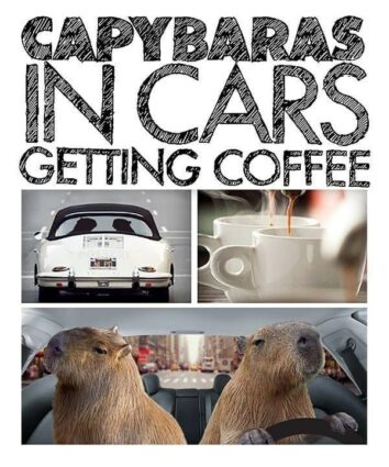 45 Capybara Memes Celebrating Quite Possibly The Chillest Animal Of All ...