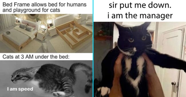 50 Top Cat Memes Of The Month Guaranteed To Make You Purr With Laughter ...