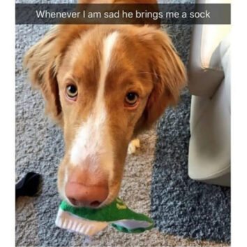 45 Dog Memes To Unleash Your Laughter This Week (March 11, 2024)
