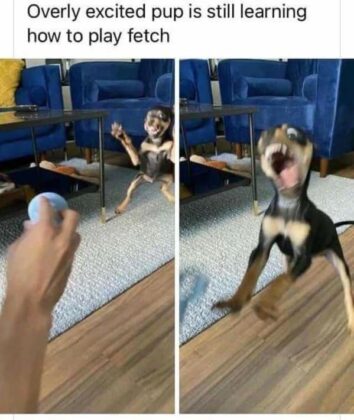 50+ Funny Dog Memes To Make You Howl With Laughter This Week (March 25 ...