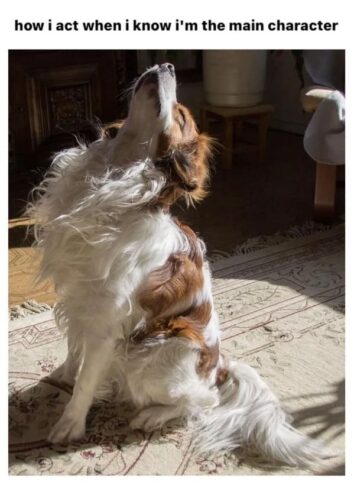 50+ Funny Dog Memes To Make You Howl With Laughter This Week (March 25 ...