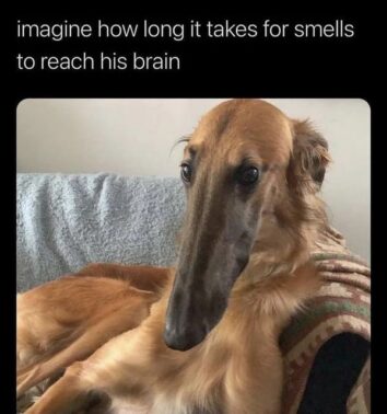 50+ Funny Dog Memes To Make You Howl With Laughter This Week (March 25 ...