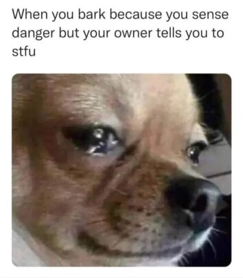 50+ Funny Dog Memes To Make You Howl With Laughter This Week (March 25 ...