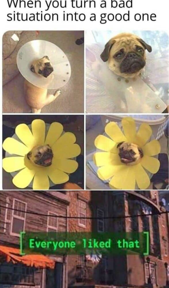 50+ Funny Dog Memes To Make You Howl With Laughter This Week (March 25 ...