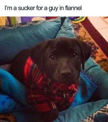 50+ Funny Dog Memes To Make You Howl With Laughter This Week (March 25 ...