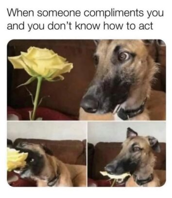 50+ Funny Dog Memes To Make You Howl With Laughter This Week (March 25 ...