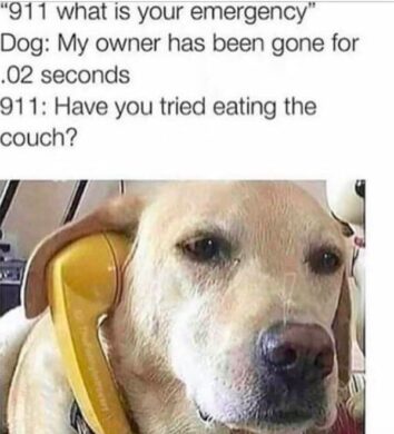 50+ Funny Dog Memes To Make You Howl With Laughter This Week (March 25 ...