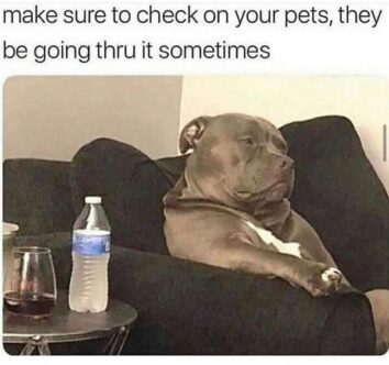 50+ Funny Dog Memes To Make You Howl With Laughter This Week (March 25 ...