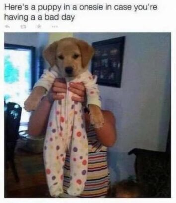 50+ Funny Dog Memes To Make You Howl With Laughter This Week (March 25 ...