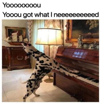 50+ Funny Dog Memes To Make You Howl With Laughter This Week (March 25 ...
