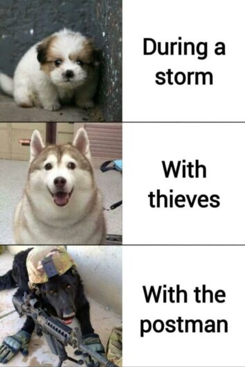 50+ Funny Dog Memes To Make You Howl With Laughter This Week (March 25 ...