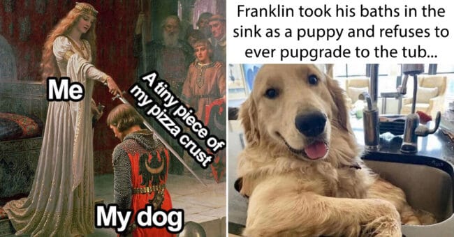 50+ Funny Dog Memes To Make You Howl With Laughter This Week (March 25 ...