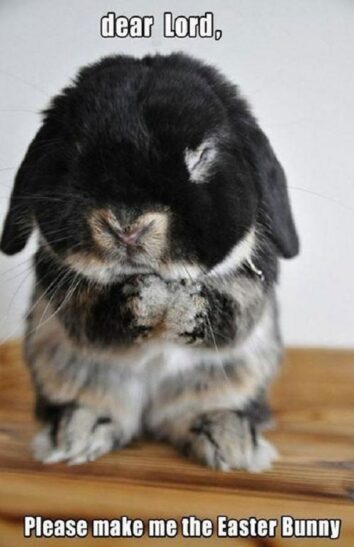 34 Funny Bunny Memes For Folks Excited To Celebrate A Hoppy Easter