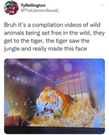 20+ Funny Eye Of The Tiger Memes To Get You Up All Those Stairs