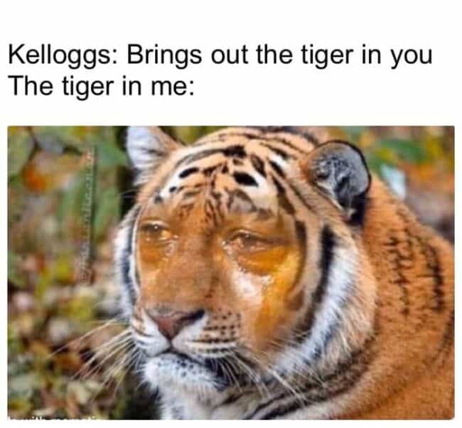 20+ Funny Eye Of The Tiger Memes To Get You Up All Those Stairs