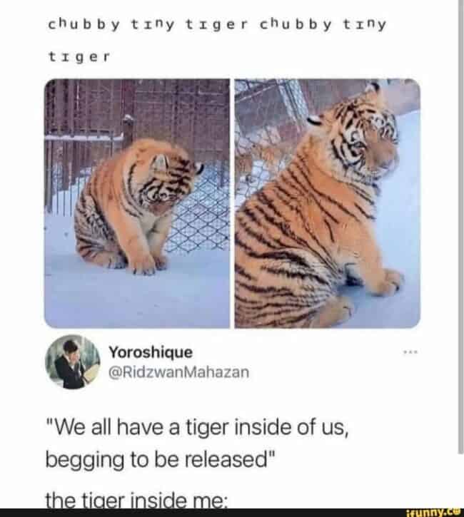 20+ Funny Eye Of The Tiger Memes To Get You Up All Those Stairs