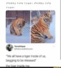 20+ Funny Eye Of The Tiger Memes To Get You Up All Those Stairs