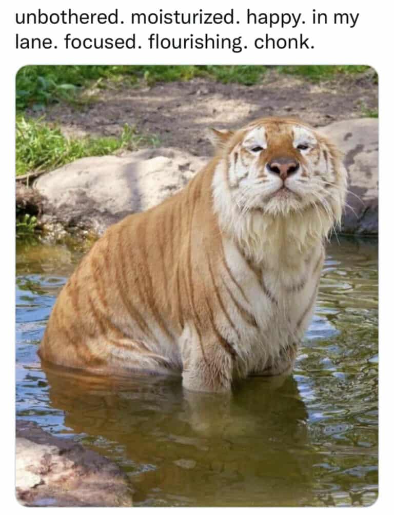 20+ Funny Eye Of The Tiger Memes To Get You Up All Those Stairs