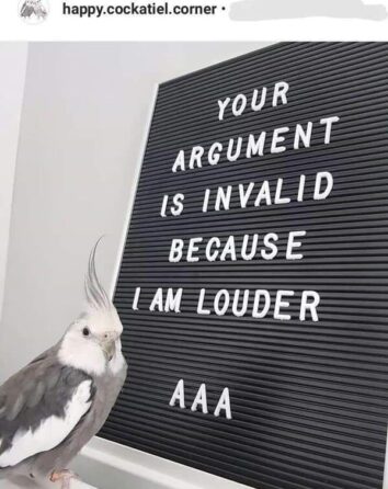 40 Hilarious Bird Memes That Will Have You Squawking With Laughter ...