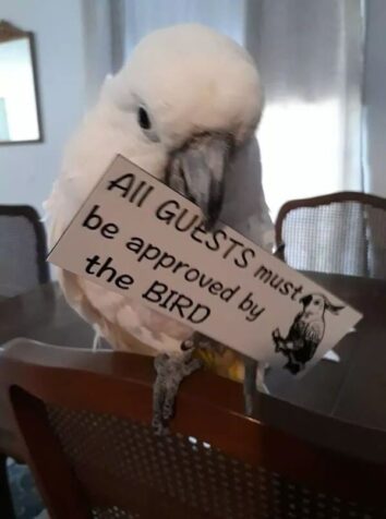 40 Hilarious Bird Memes That Will Have You Squawking With Laughter ...