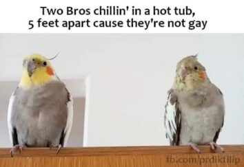 40 Hilarious Bird Memes That Will Have You Squawking With Laughter ...