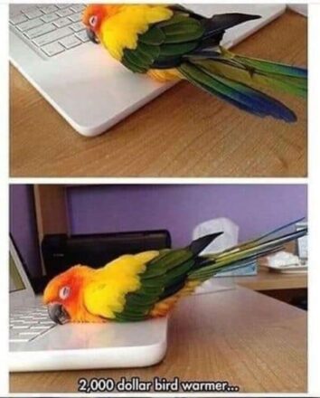 40 Hilarious Bird Memes That Will Have You Squawking With Laughter ...