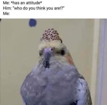 40 Hilarious Bird Memes That Will Have You Squawking With Laughter ...